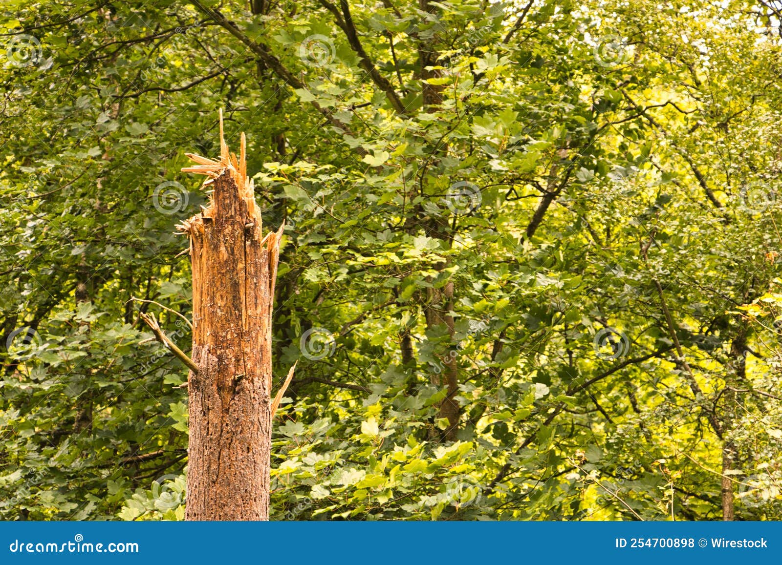 Closeup of a Broken Tree in a Green Forest Stock Photo - Image of ...