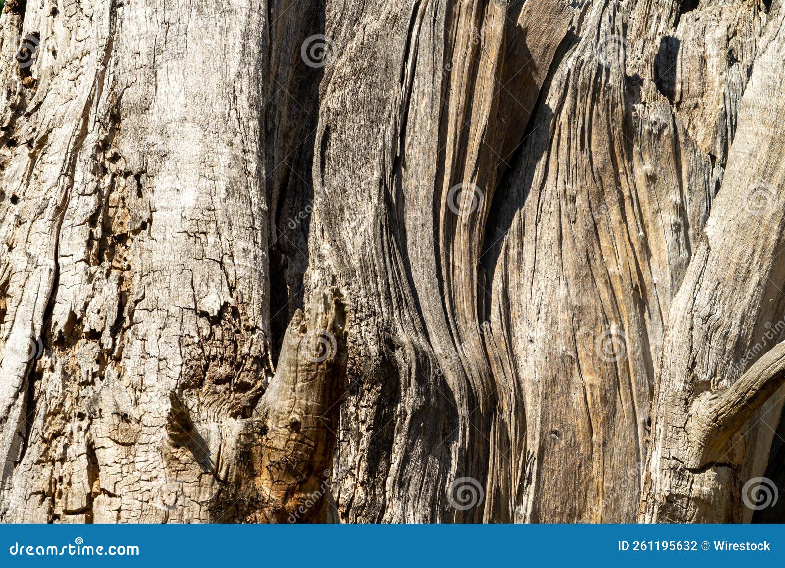 Closeup of a Broken Tree Wood Texture Stock Photo - Image of backdrop ...
