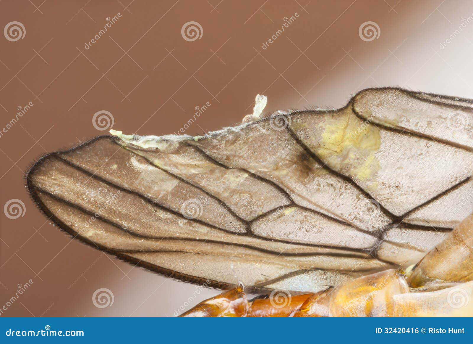 Closeup of a broken wing stock photo. Image of broken - 32420416