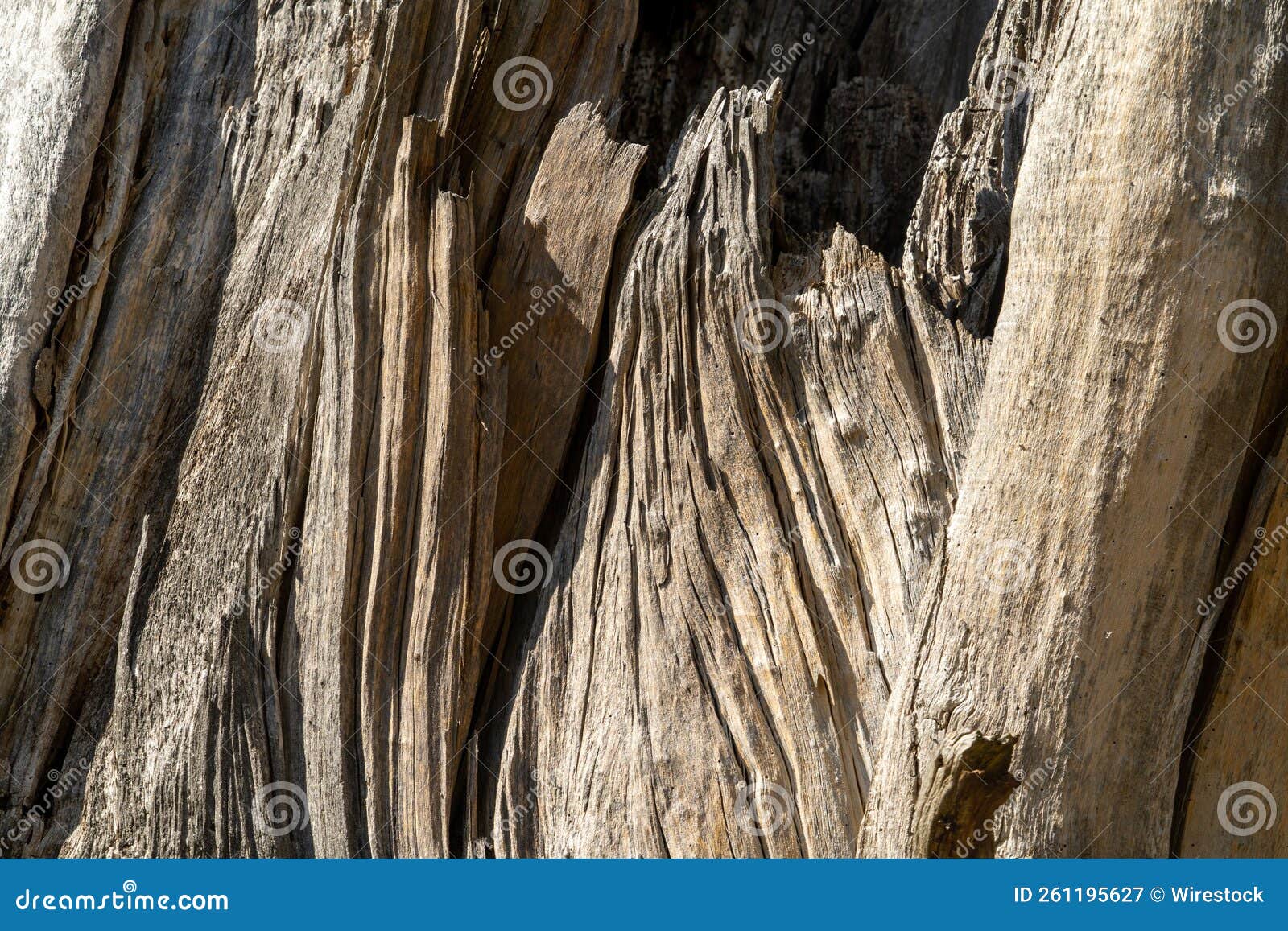 Closeup of a Broken Tree Wood Texture Stock Image - Image of wooden ...