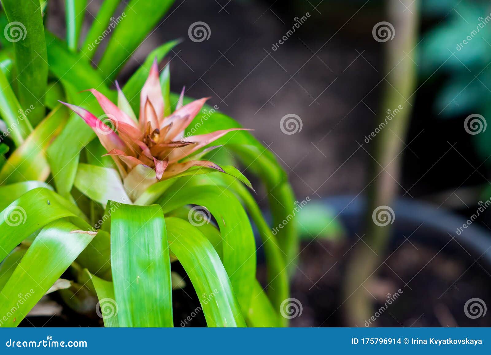 Closeup of bromelia flower stock photo. Image of green - 175796914