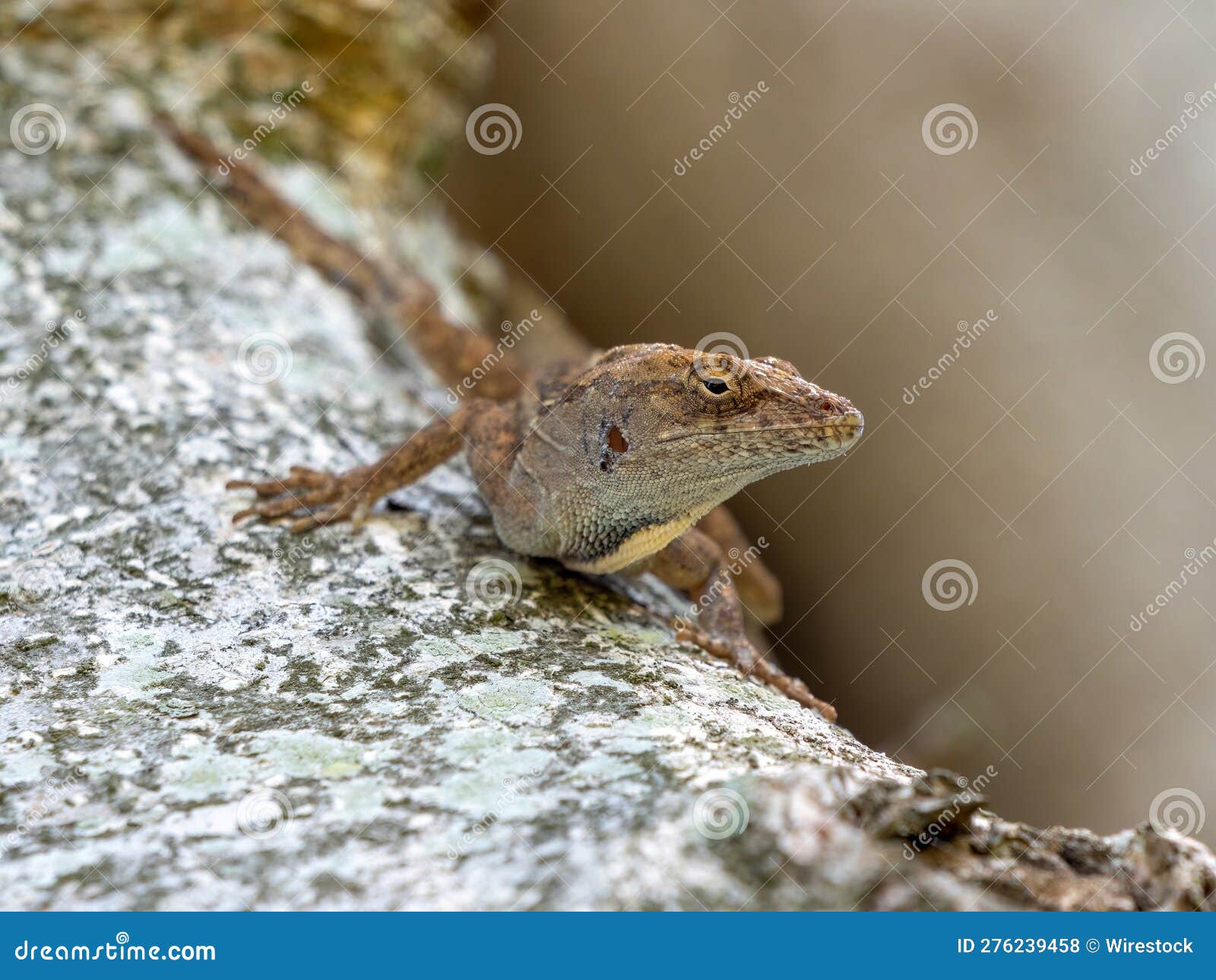 Closeup of a Brown Anole Lizard Crawling on a Tree Bark Stock Photo ...