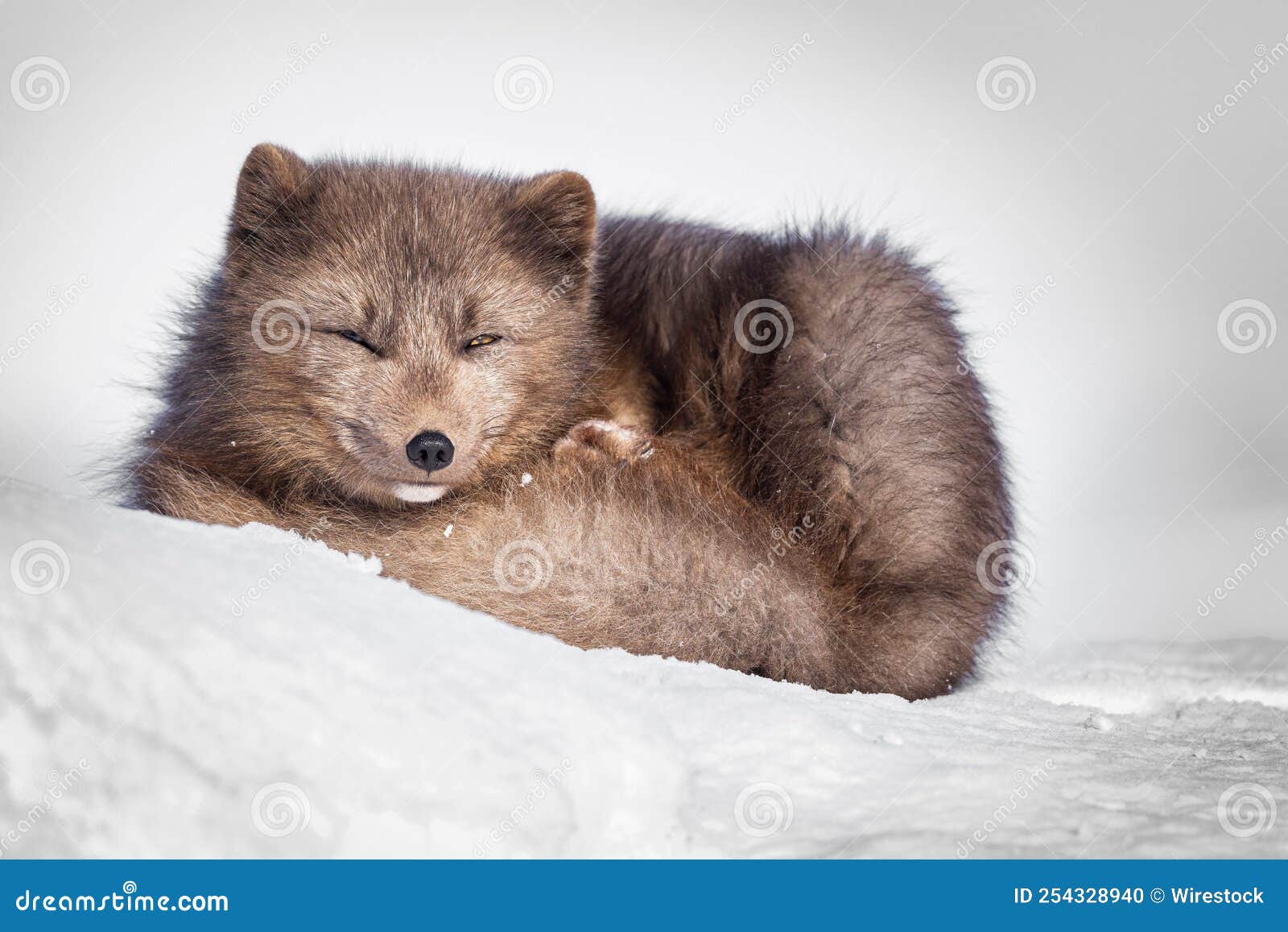 Closeup of a Brown Arctic Fox Lying on a Snow Stock Photo - Image of ...