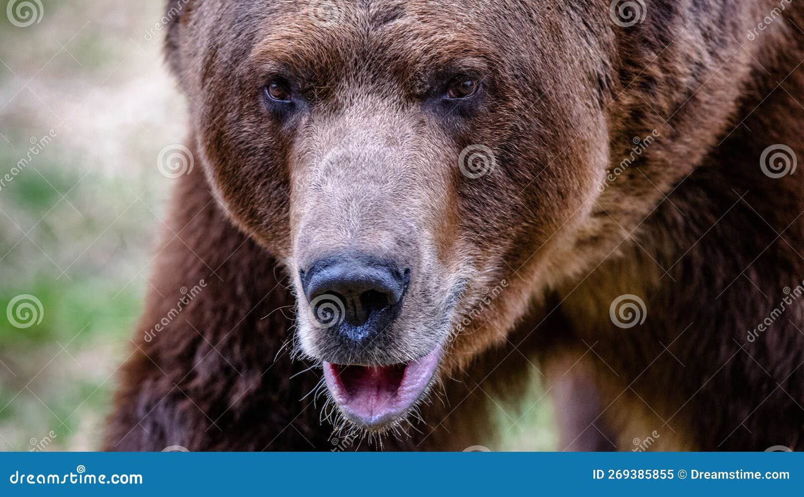 Closeup of brown bear head stock image. Image of park - 269385855