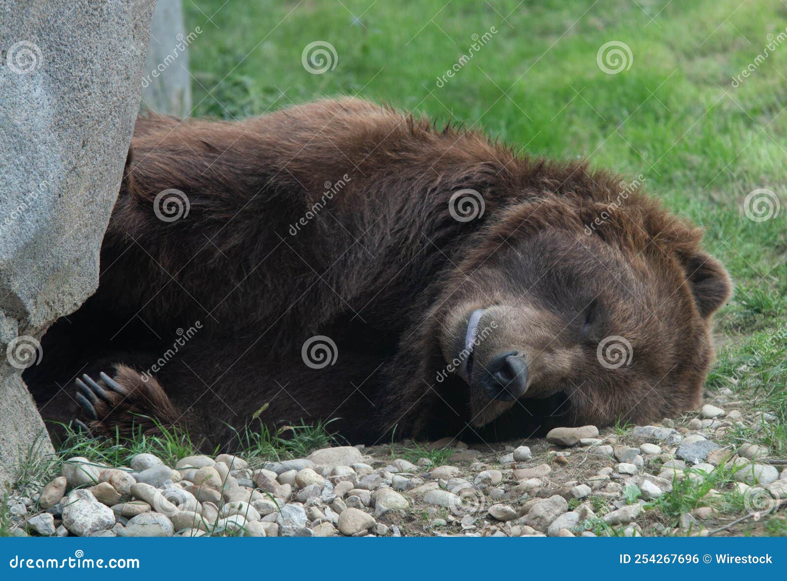 Closeup of a Brown Bear Lying on the Ground in a Forest Stock Photo ...