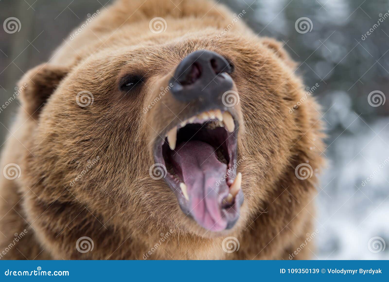 Brown Bear Roaring in Forest Stock Image - Image of carnivore, face ...