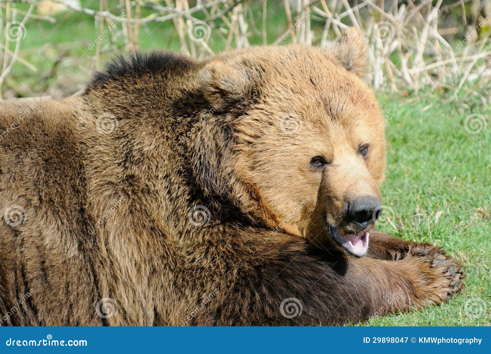 Brown bear mouth open stock image. Image of paws, large - 29898047