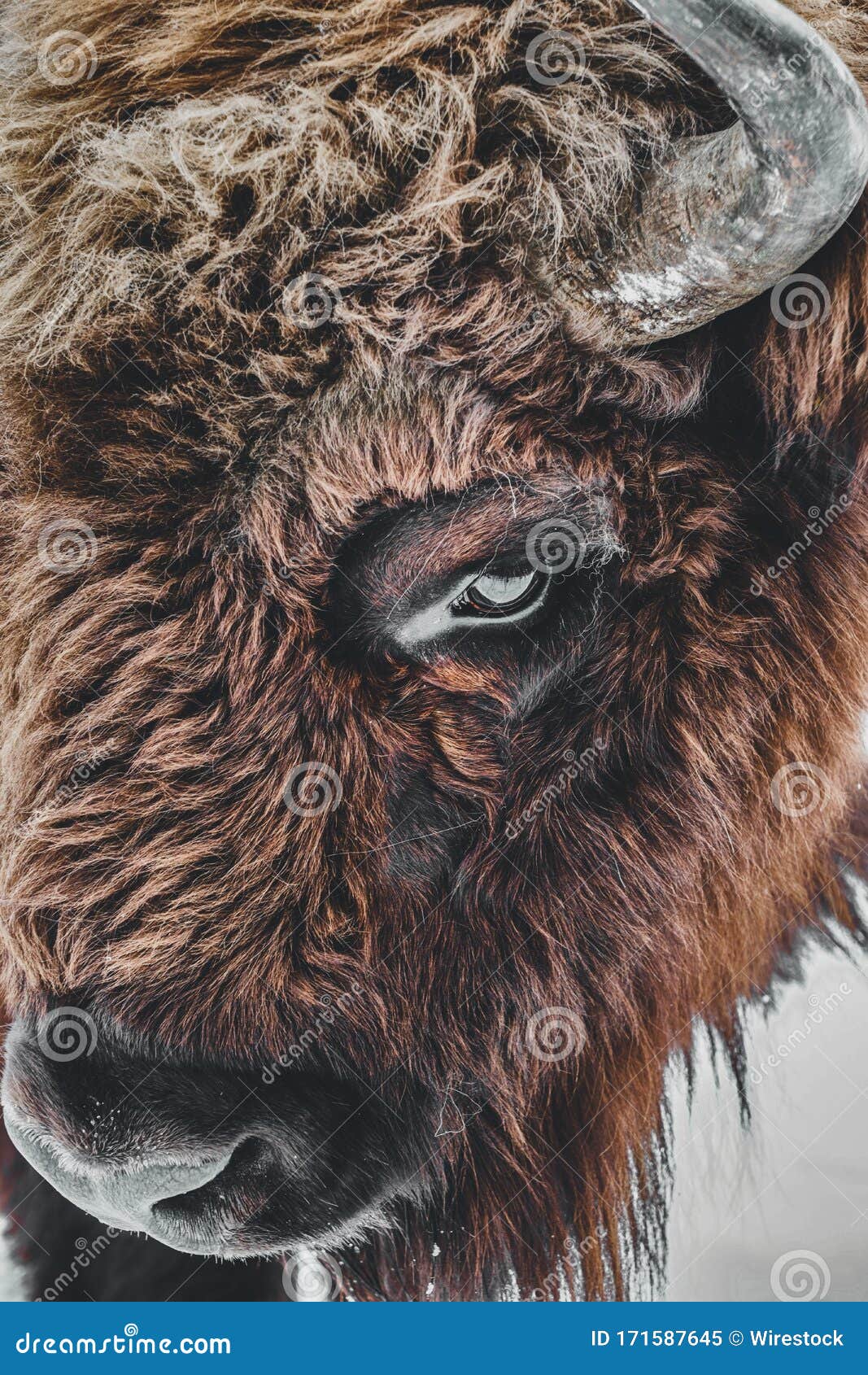 Closeup of a Brown Bison Eye with Horns Under the Lights during Daytime ...