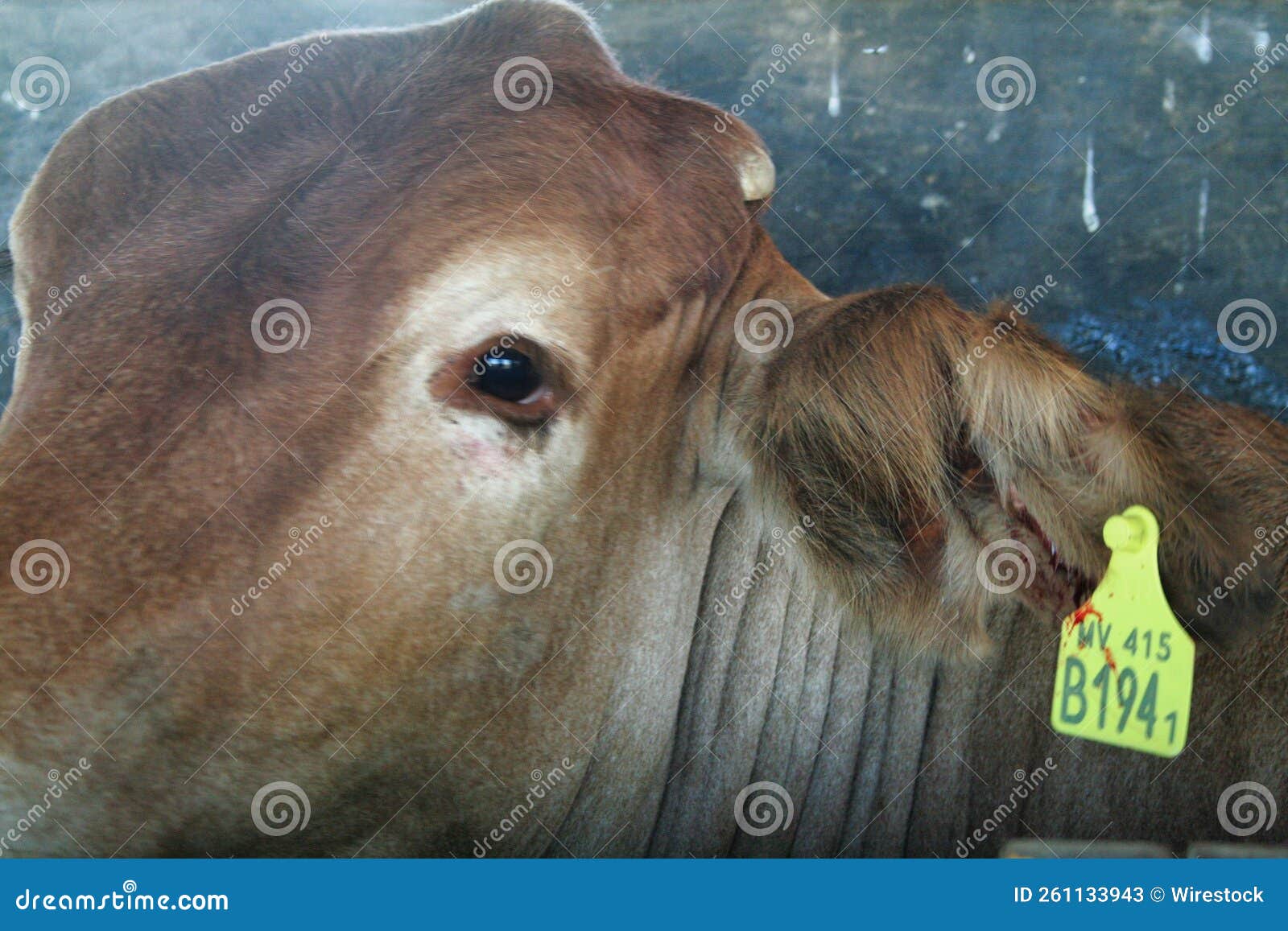 Closeup of a Brown Cattle with an Ear Tag Stock Image - Image of wooden ...