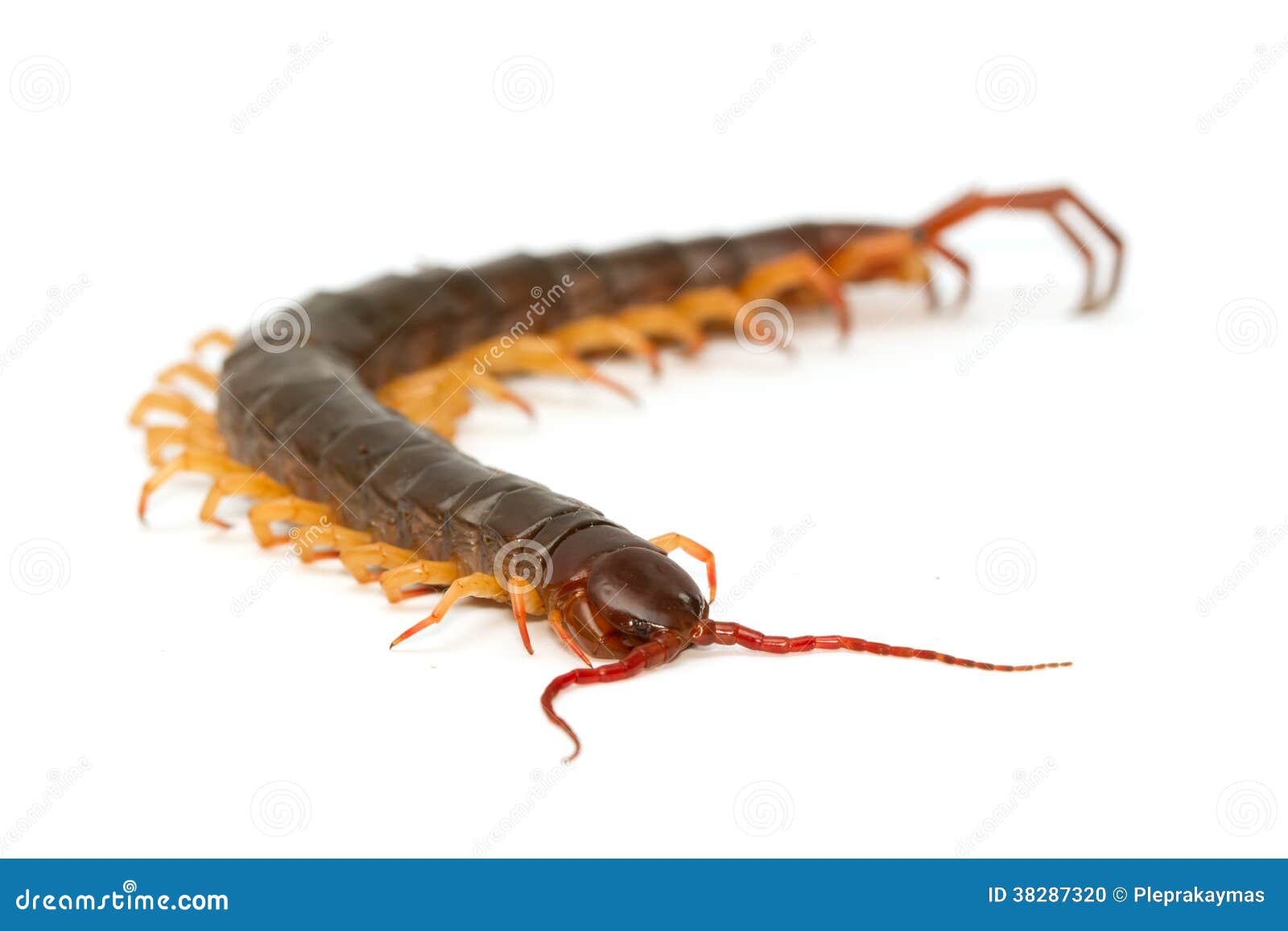 Closeup of brown centipede stock photo. Image of danger - 38287320