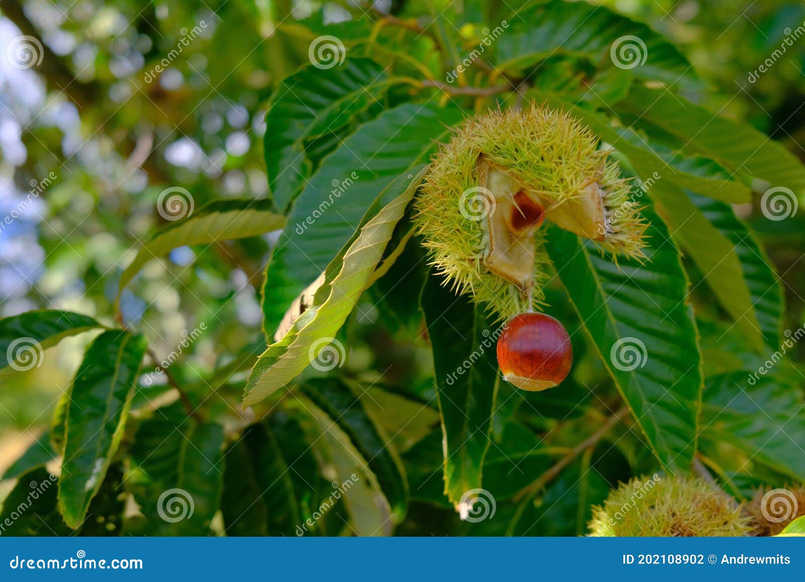 Colossal Chestnut Stock Photos - Free & Royalty-Free Stock Photos from ...