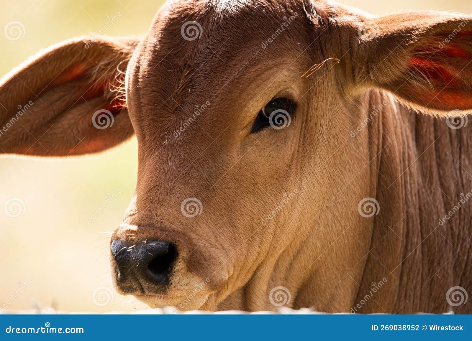 Closeup of a Brown Cow Looking at the Camera. Queensland, Australia ...