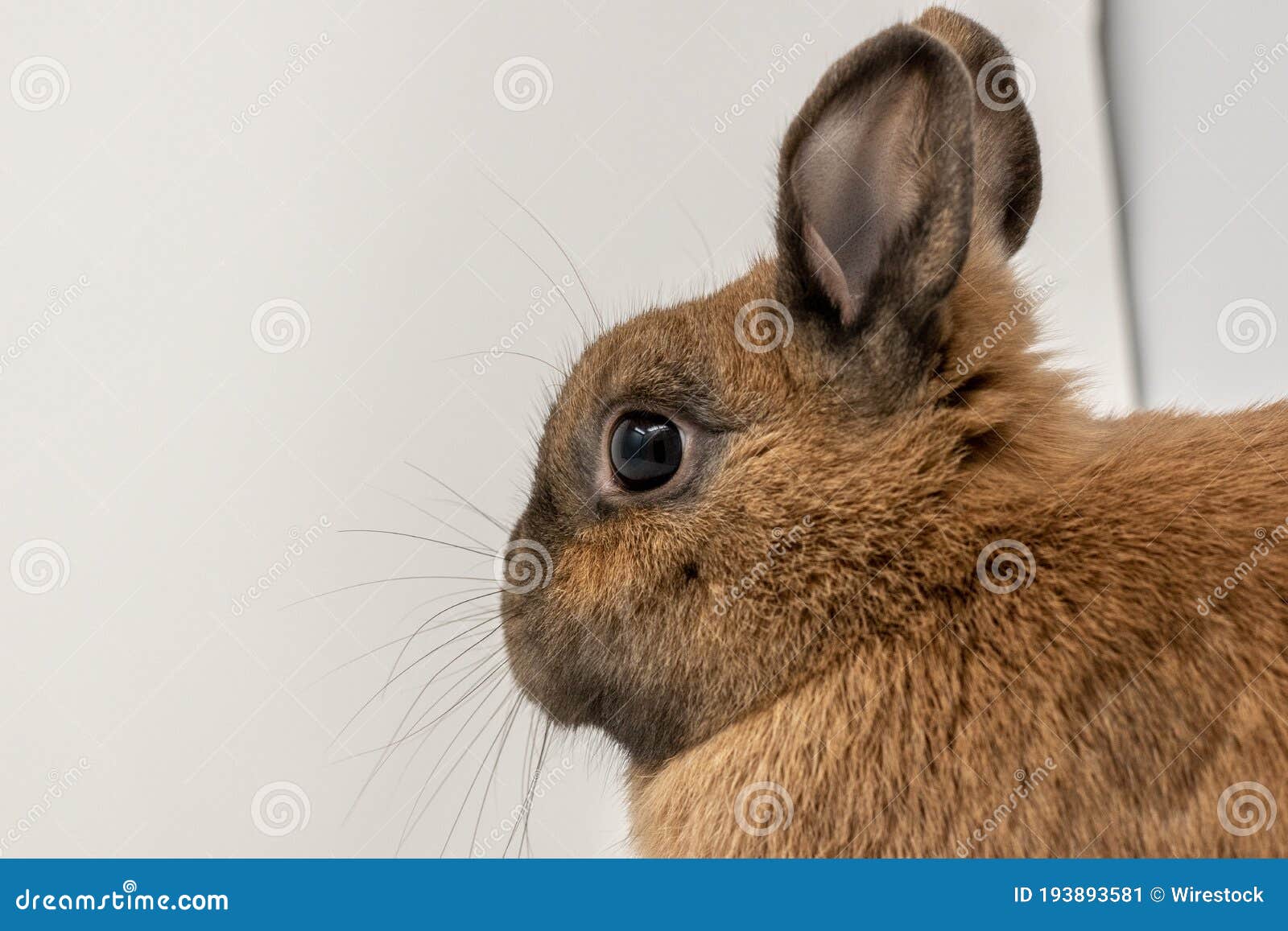 Closeup of a Brown Fluffy Bunny on a White Background Stock Image ...