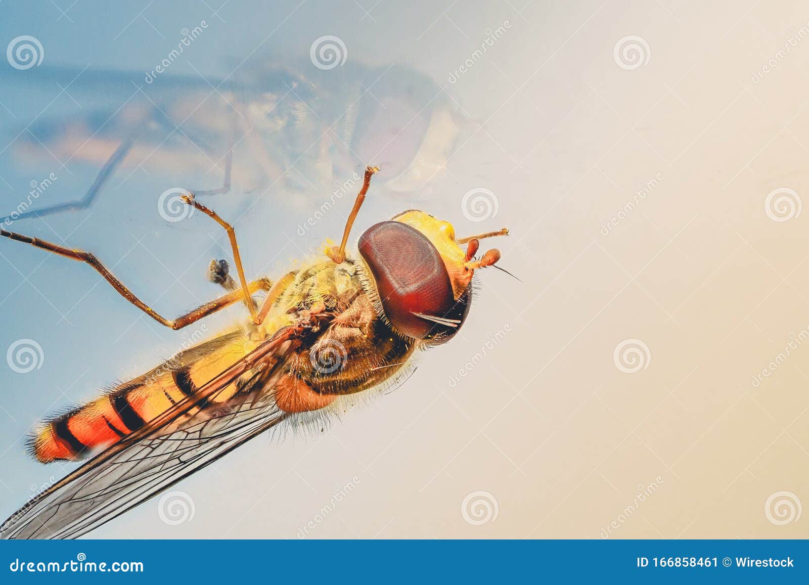 Closeup of a Brown Fly Walking on a Table with a Nice White Background ...