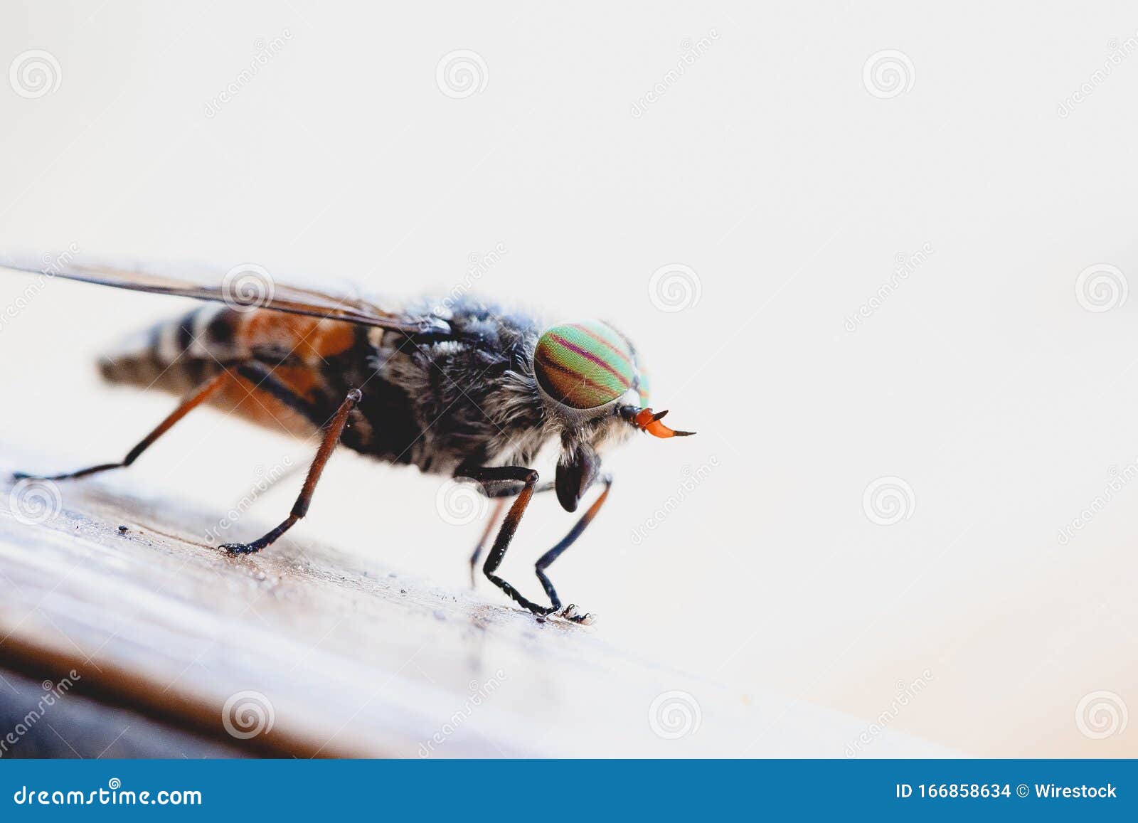Closeup of a Brown Fly Walking on a Table with a Nice White Background ...