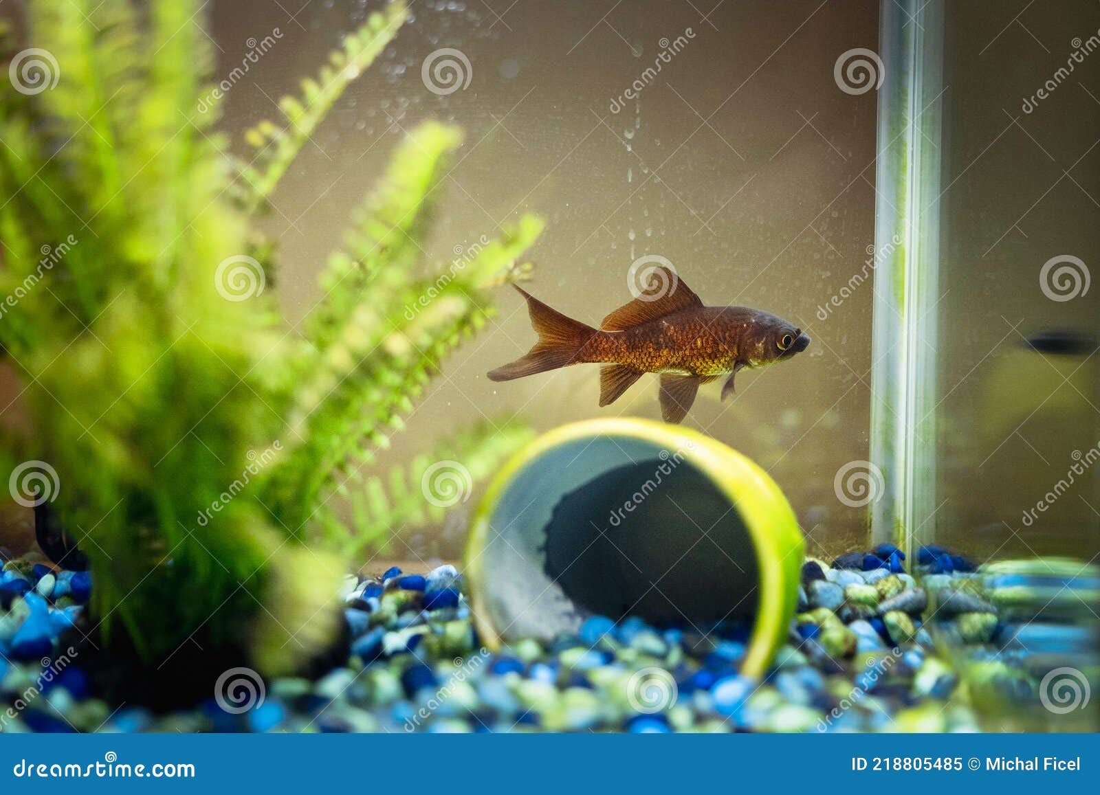 Closeup of Brown Goldfish in a Fishtank Bowl Stock Image - Image of ...