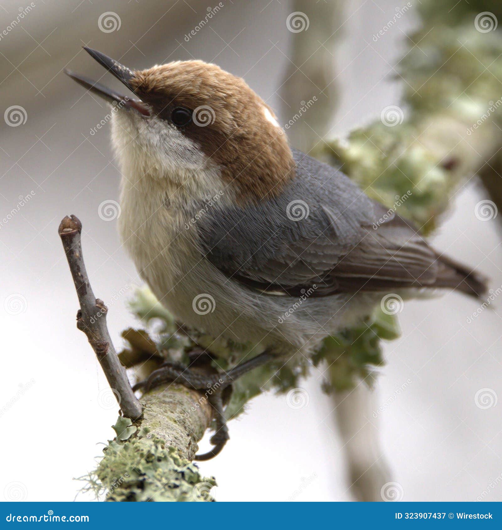 Closeup of a Brown-headed Nuthatch with Brown and Gray Feathers Perched ...