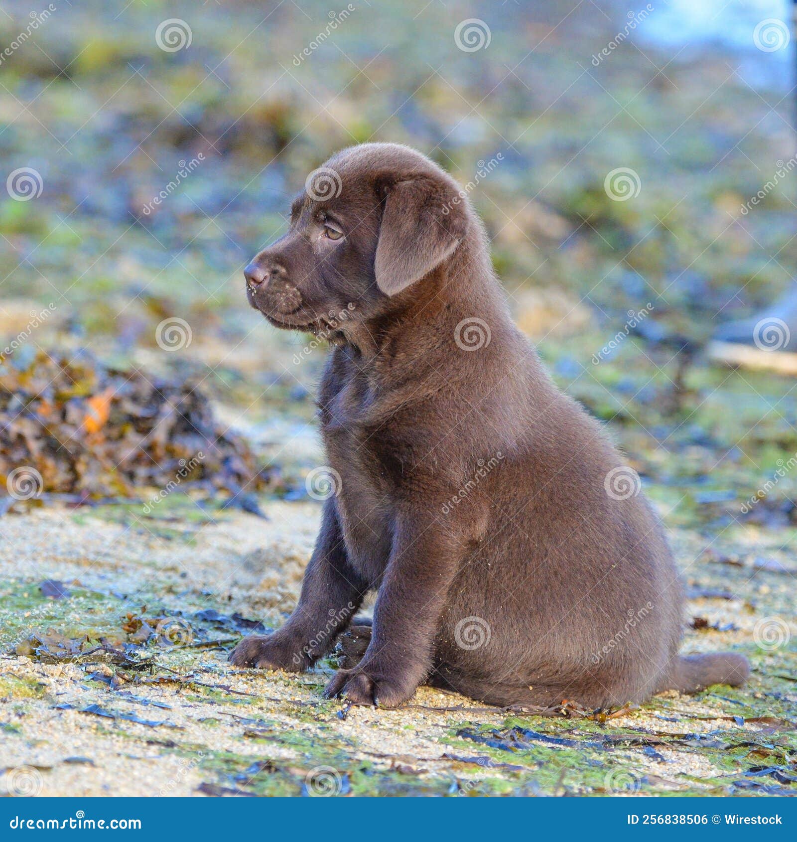 Closeup of a Brown Labrador Puppy Sitting on Sand Stock Photo - Image ...