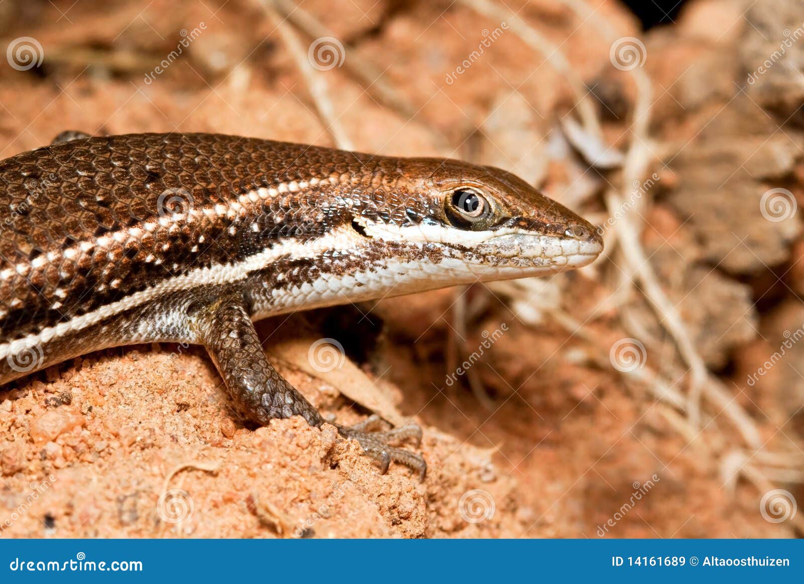 Closeup of a brown lizard stock image. Image of park - 14161689