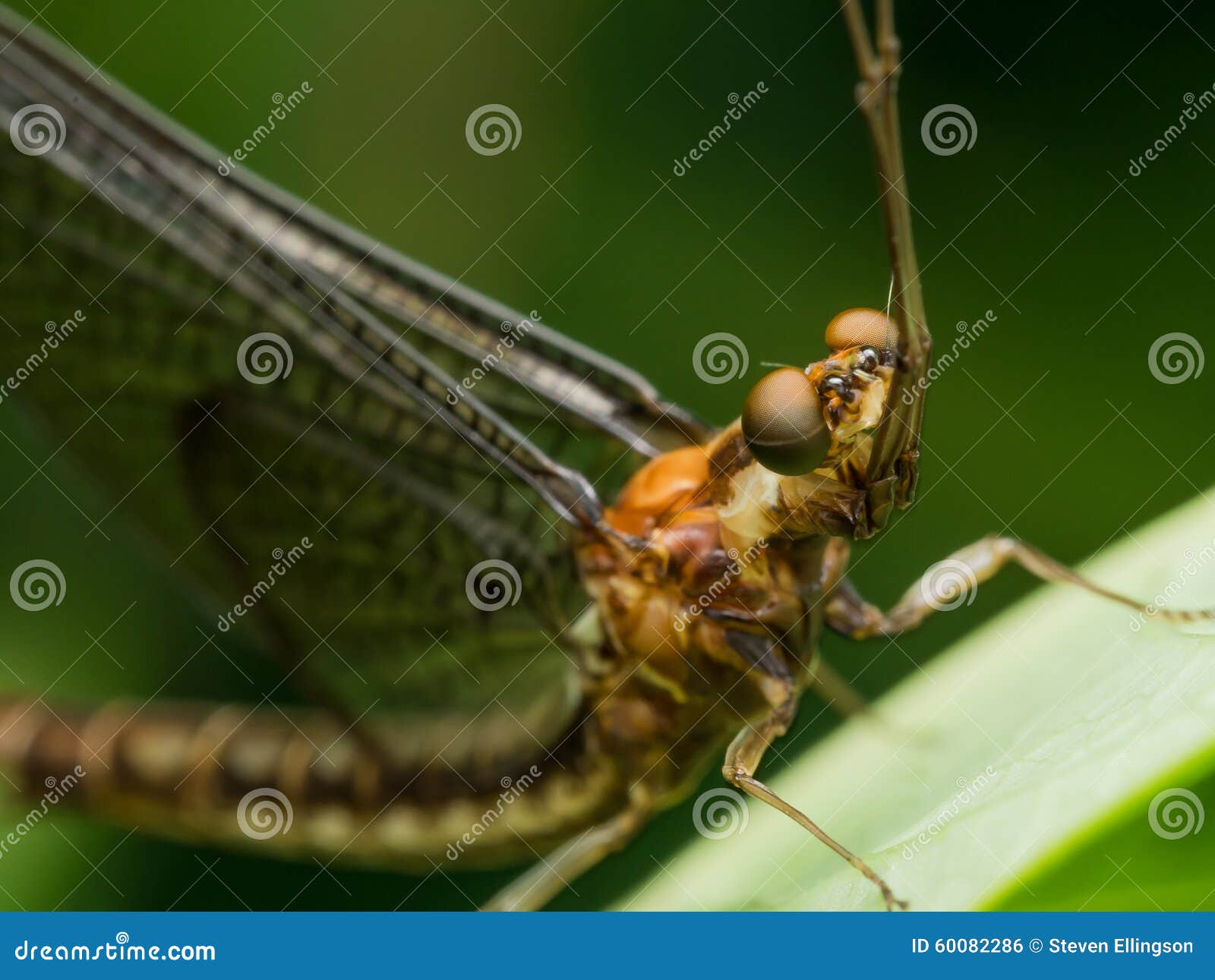 Closeup of Brown Mayfly on Green Grass Stock Photo - Image of animals ...