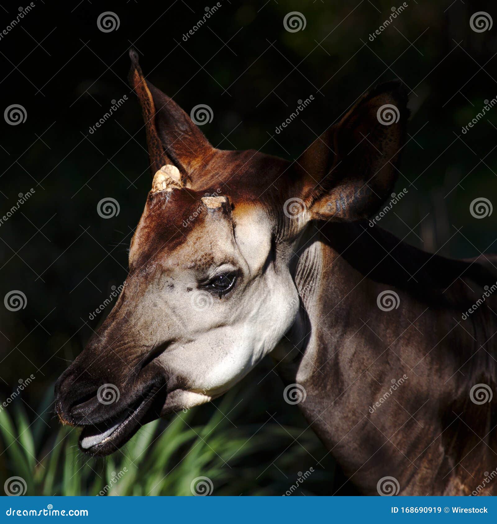Closeup of a Brown Okapi Surrounded by Greenery with a Blurry ...