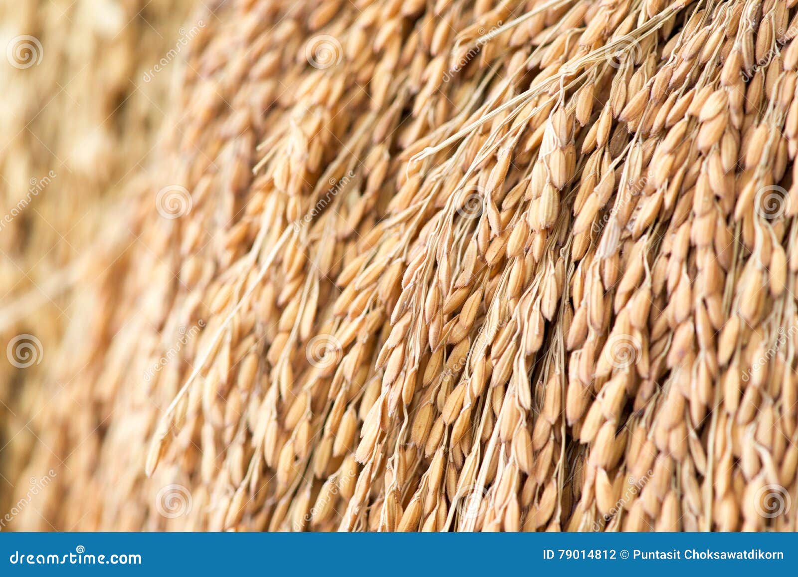 Closeup brown paddy rice stock photo. Image of brown - 79014812