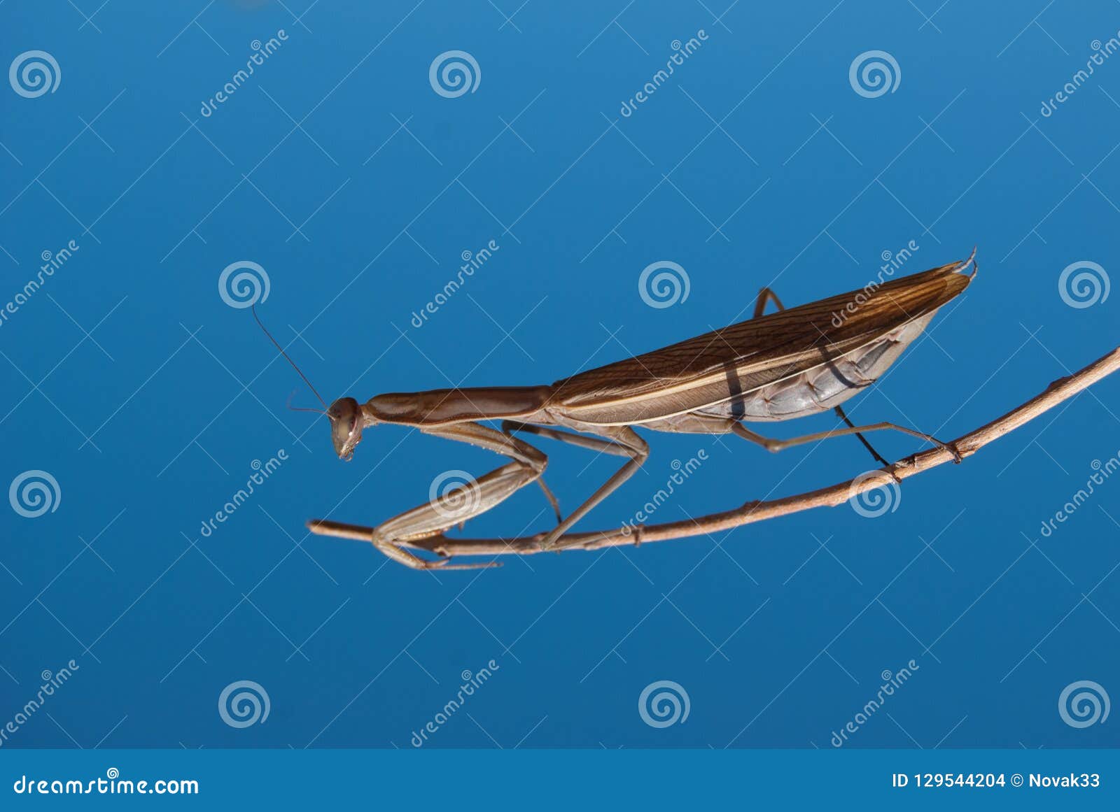 Brown Praying mantis stock photo. Image of invertebrate - 129544204