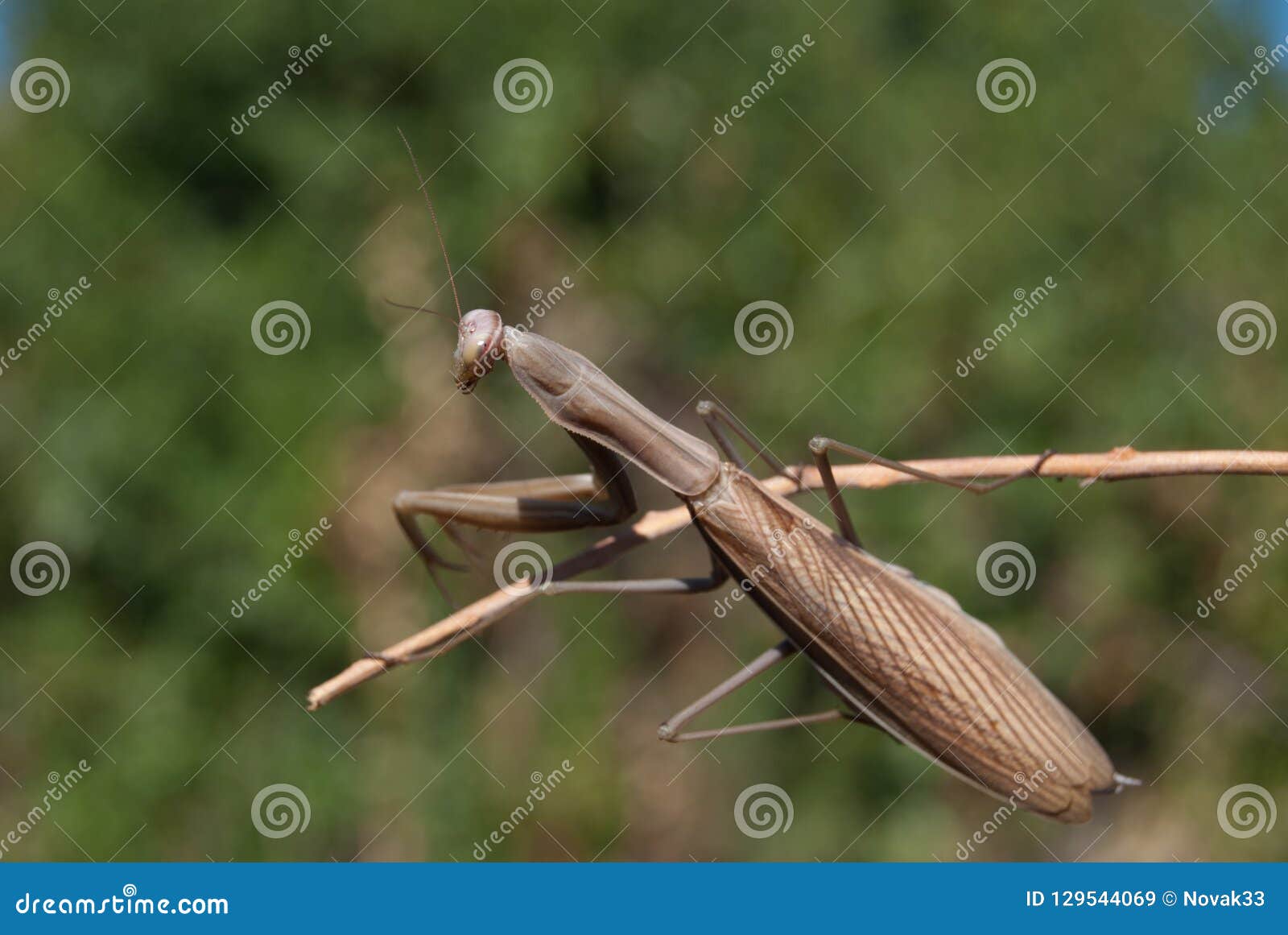 Brown Praying mantis stock image. Image of insects, close - 129544069