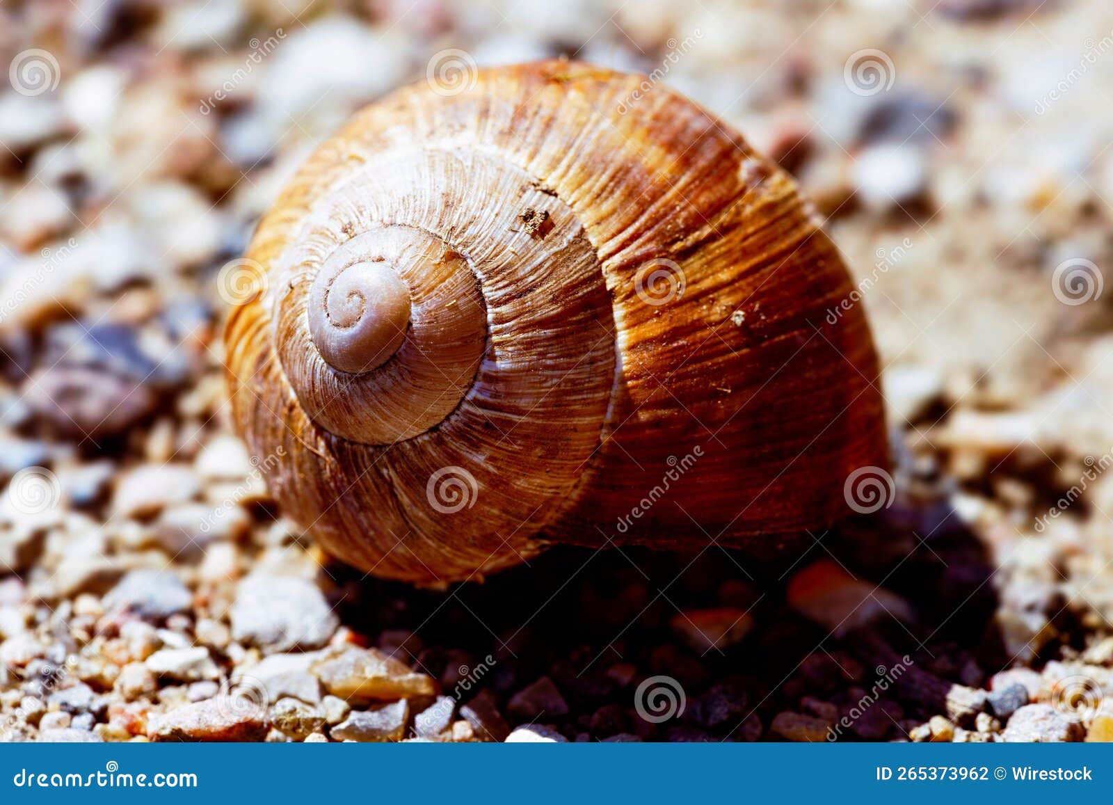 Closeup of a Brown Snail Shell Stock Photo - Image of surface, shelled ...