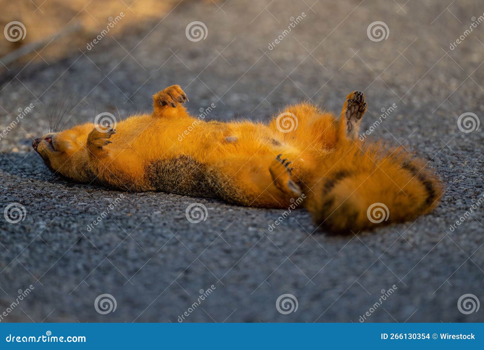 Closeup of a Brown Squirrel Laying on Its Back on the Ground Stock ...