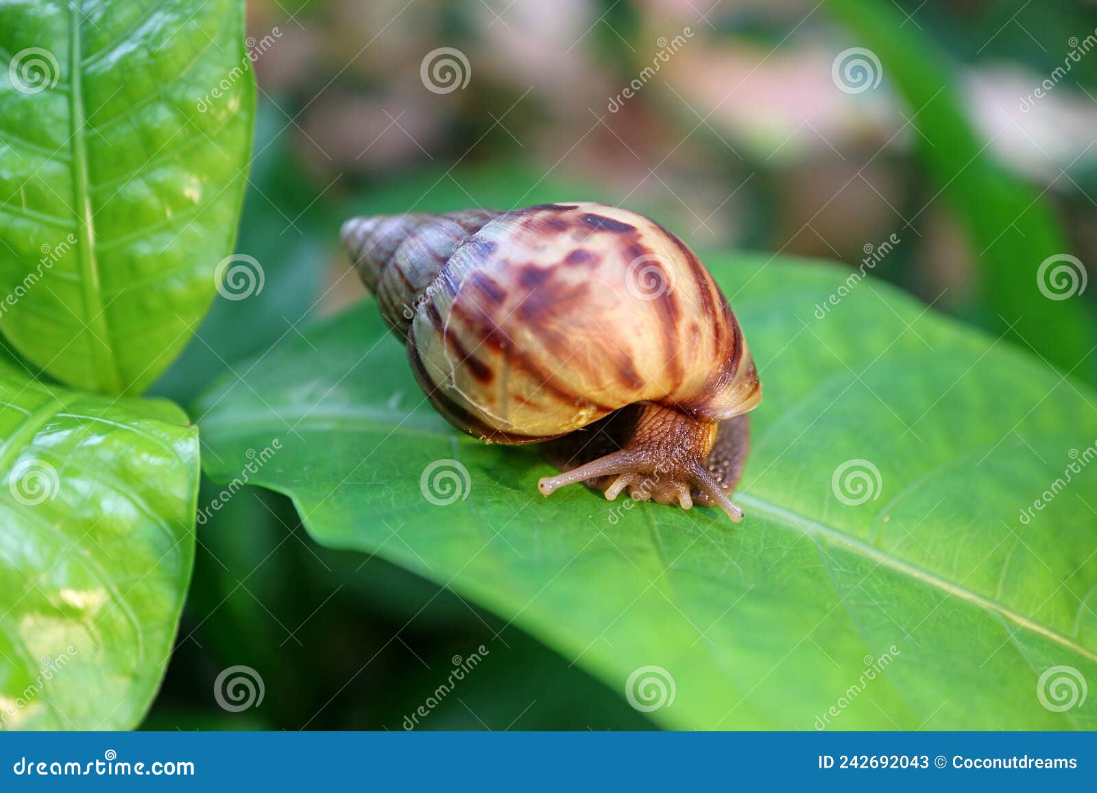 Brown Stripe Shell Snail Crawling on Vivid Green Leaf Stock Image ...