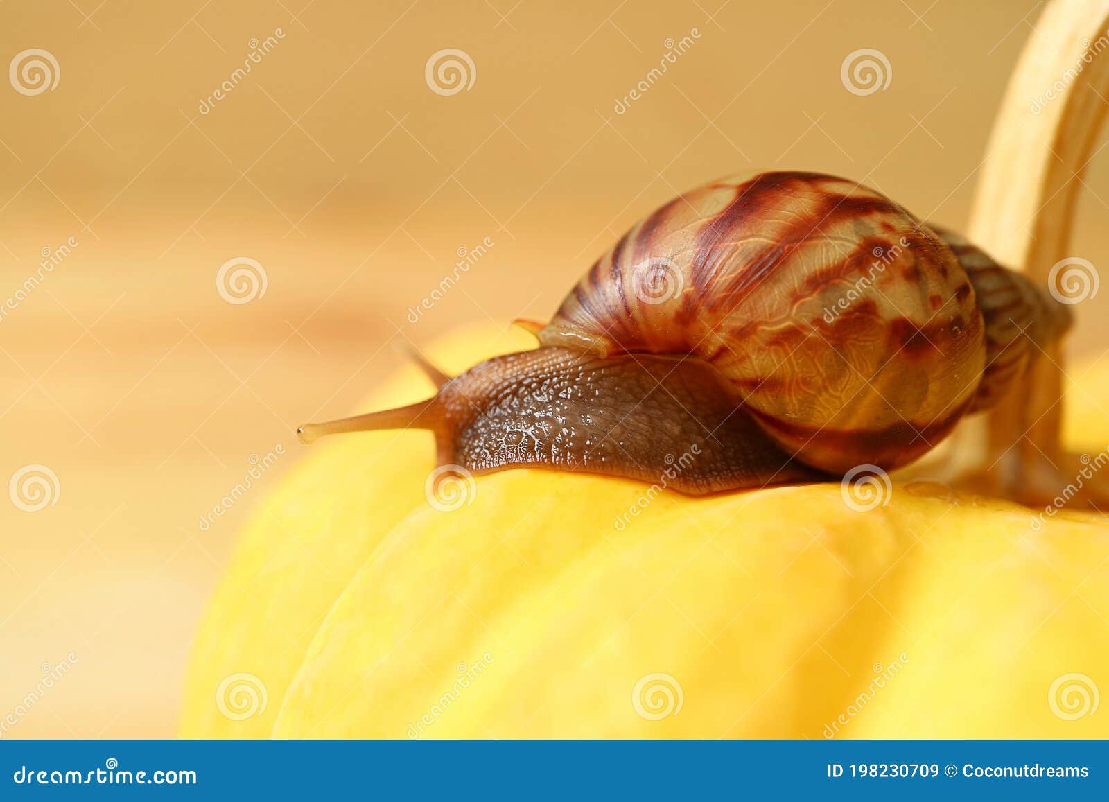 Brown Stripe Shell Snail Resting on a Vivid Yellow Mini Pumpkin Stock ...