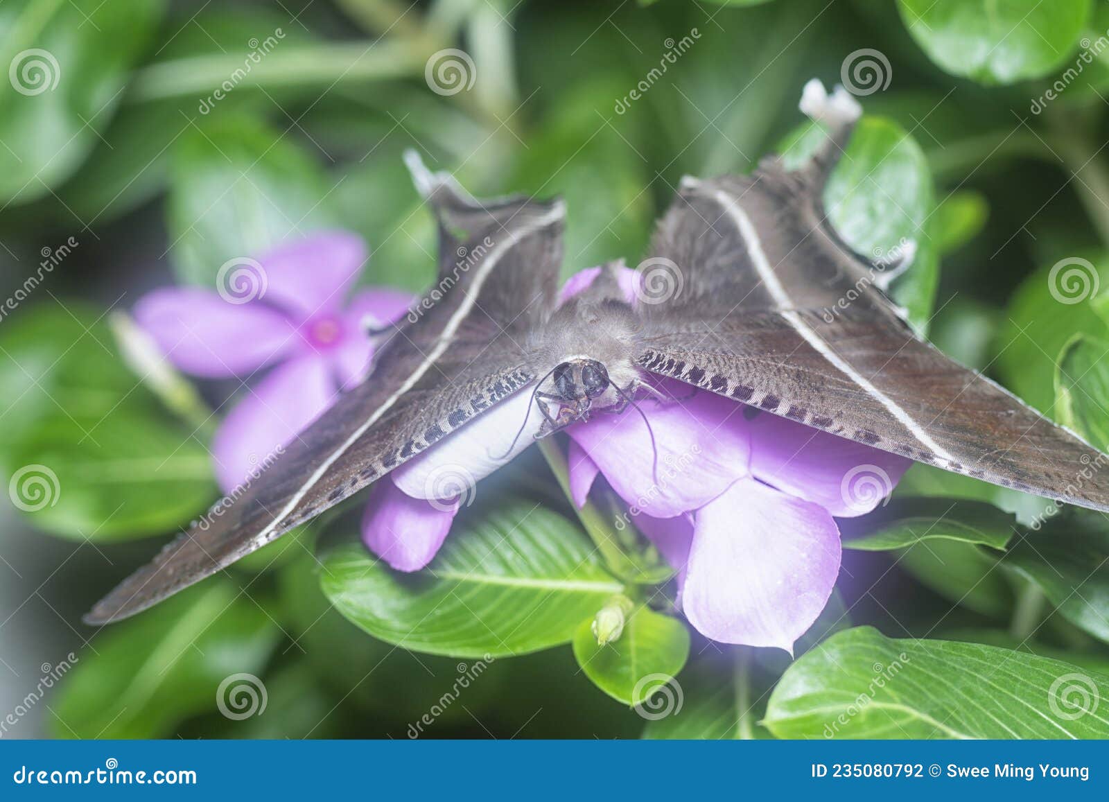 Closeup with the Brown Swallowtail Butterfly Stock Photo - Image of ...