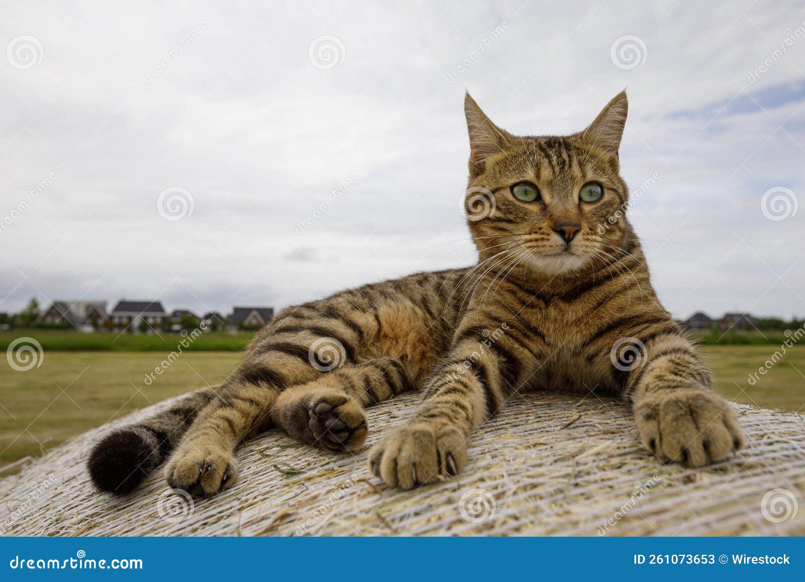 Closeup of a Brown Tabby Cat Lying on a Ground Stock Image - Image of ...