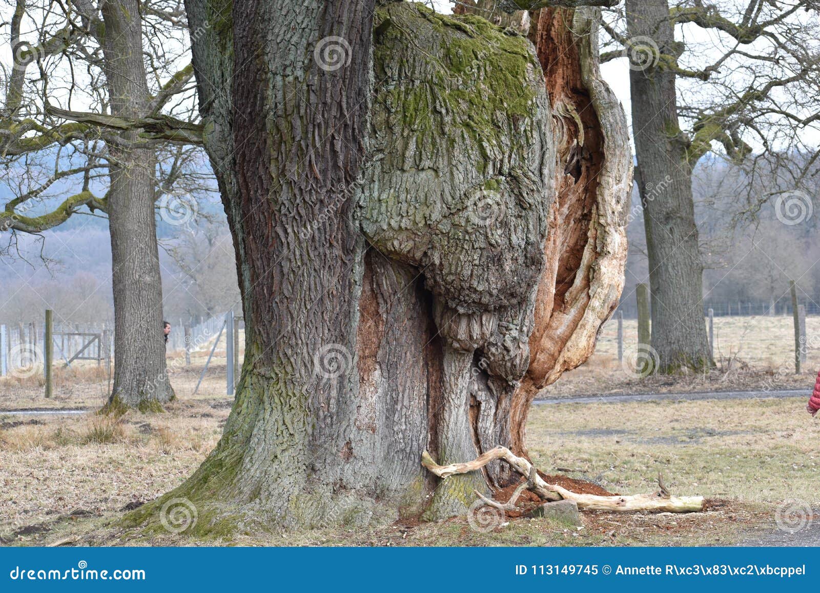 Closeup of a Brown Tree with an Unique Tree Bark Stock Image - Image of ...