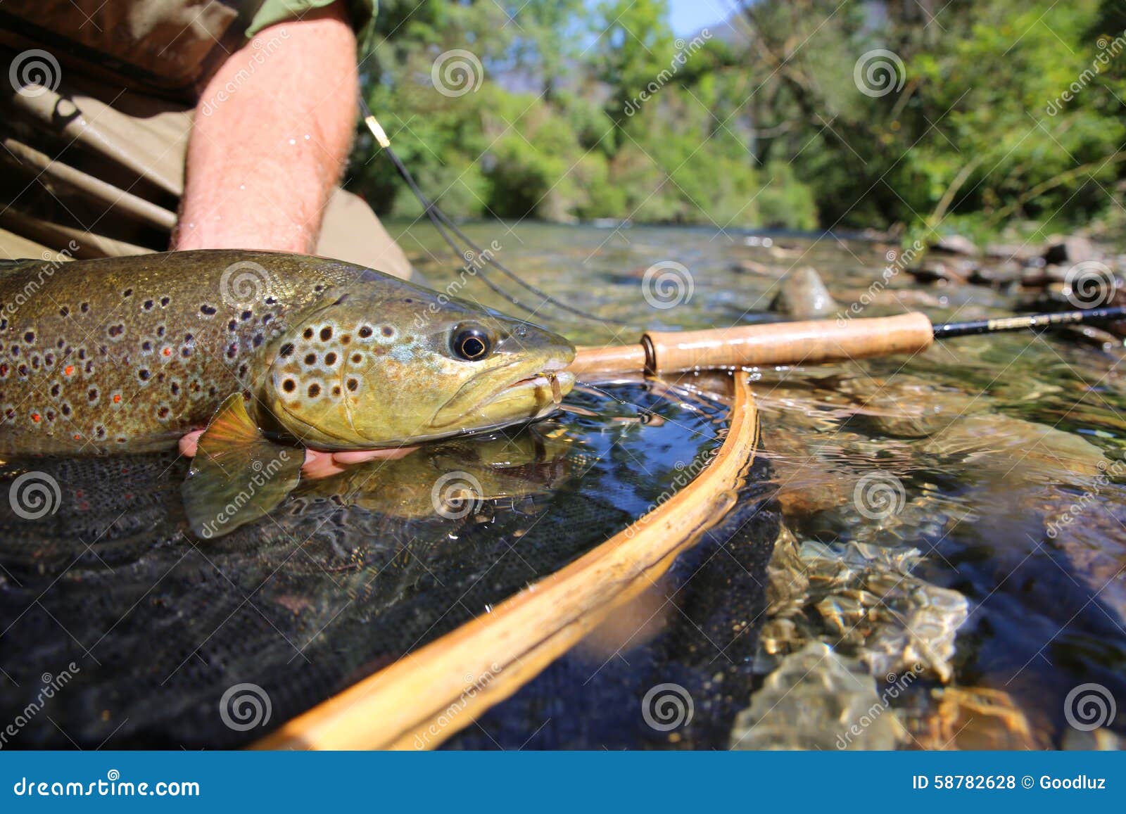 Closeup of Brown Trout Fish Stock Photo - Image of stream, brown: 58782628