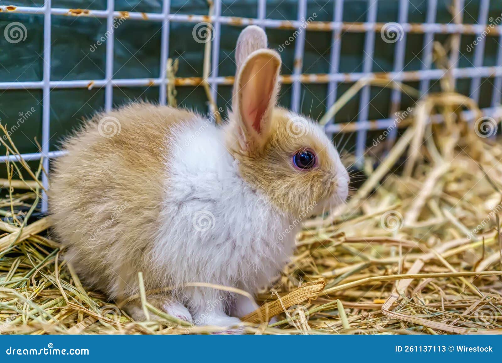 Closeup of Brown and White Rabbit in Cage Stock Image - Image of ...