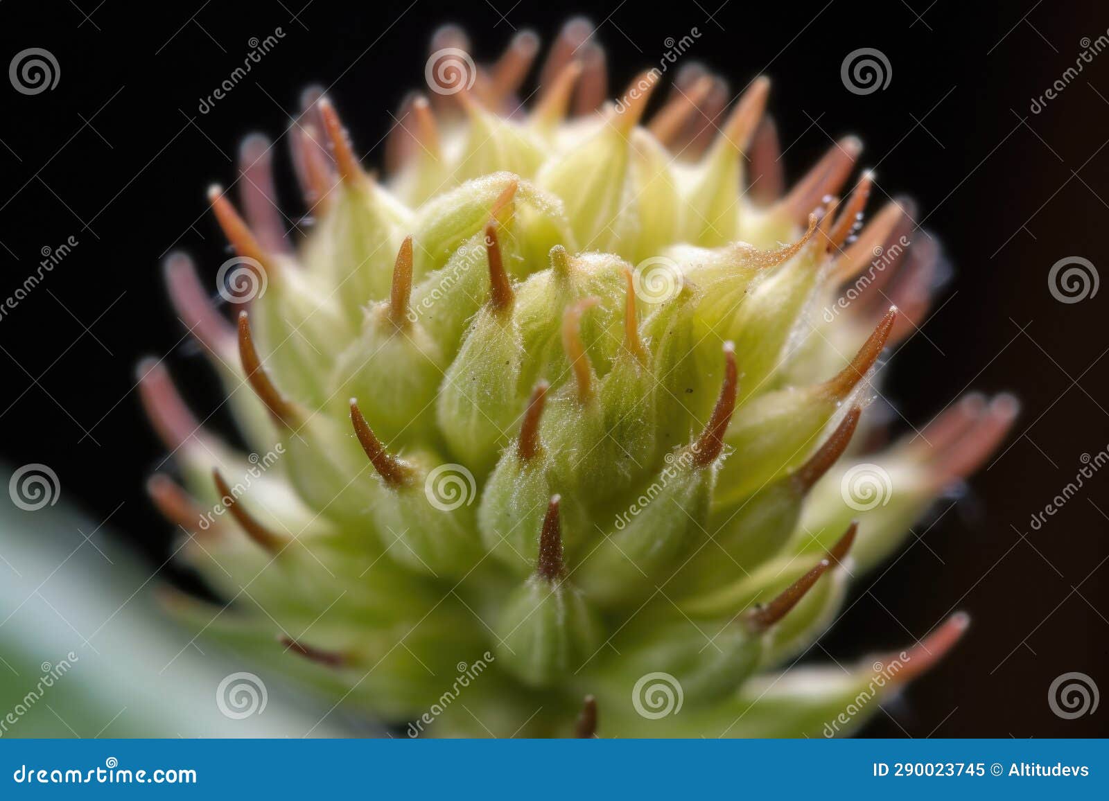 Closeup of a Budding Flower Stock Image - Image of generative, petal ...