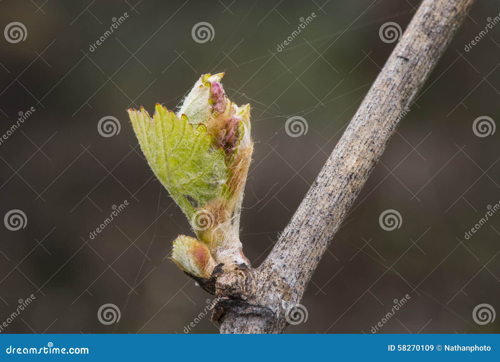 Closeup of Budding Grapevine Stock Image - Image of flowering ...