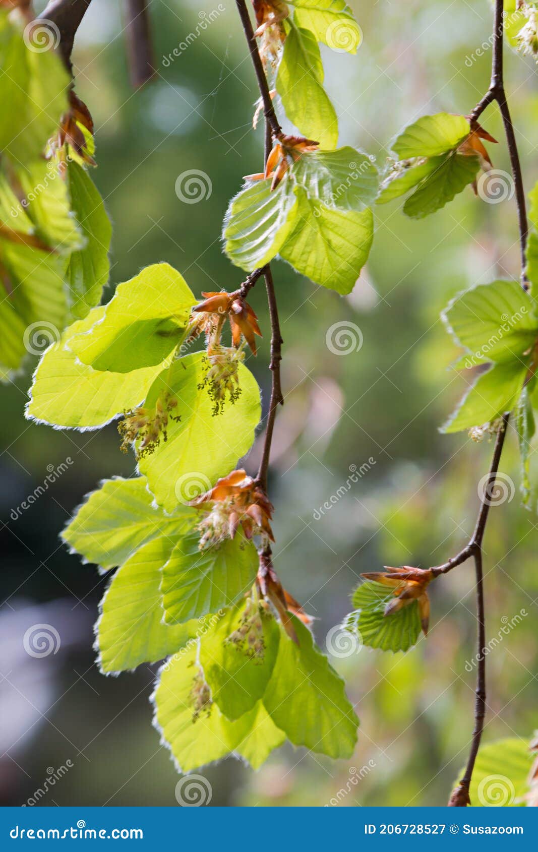 Budding Green Leaf Royalty-Free Stock Photography | CartoonDealer.com ...