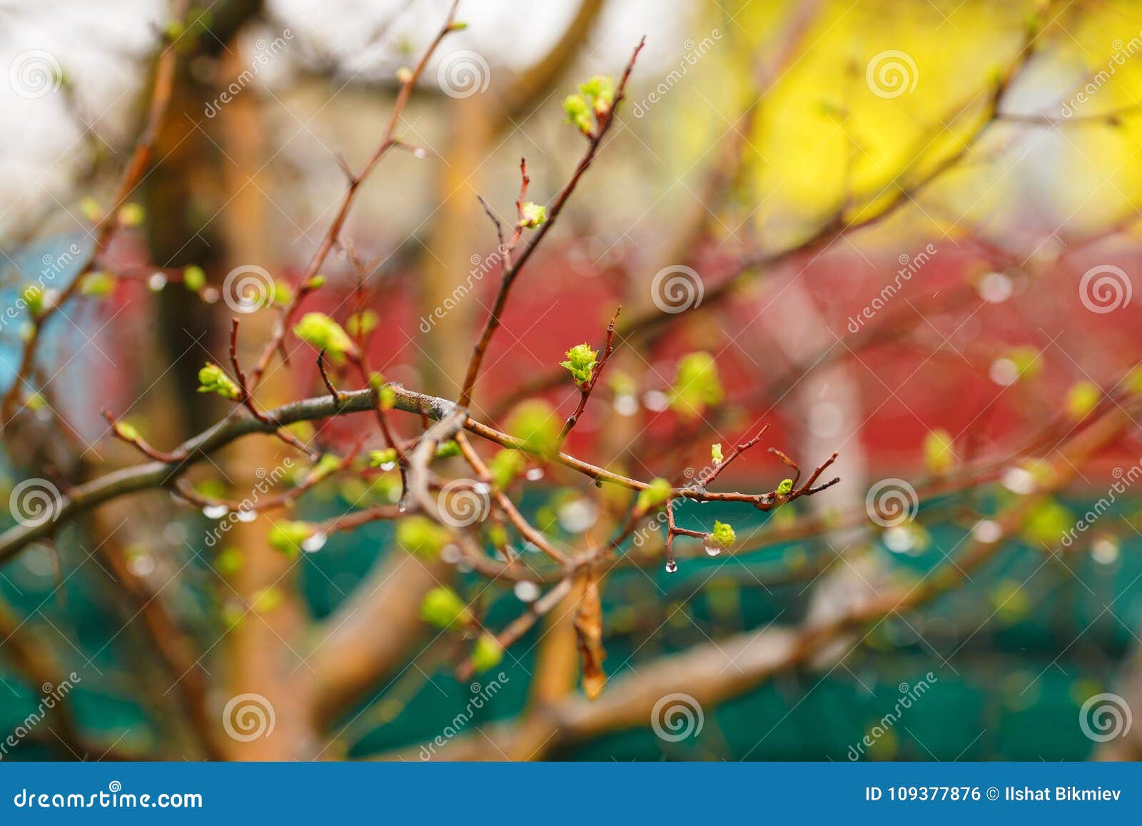 Closeup Budding Leaves on a Tree Branch. Stock Photo - Image of yellow ...