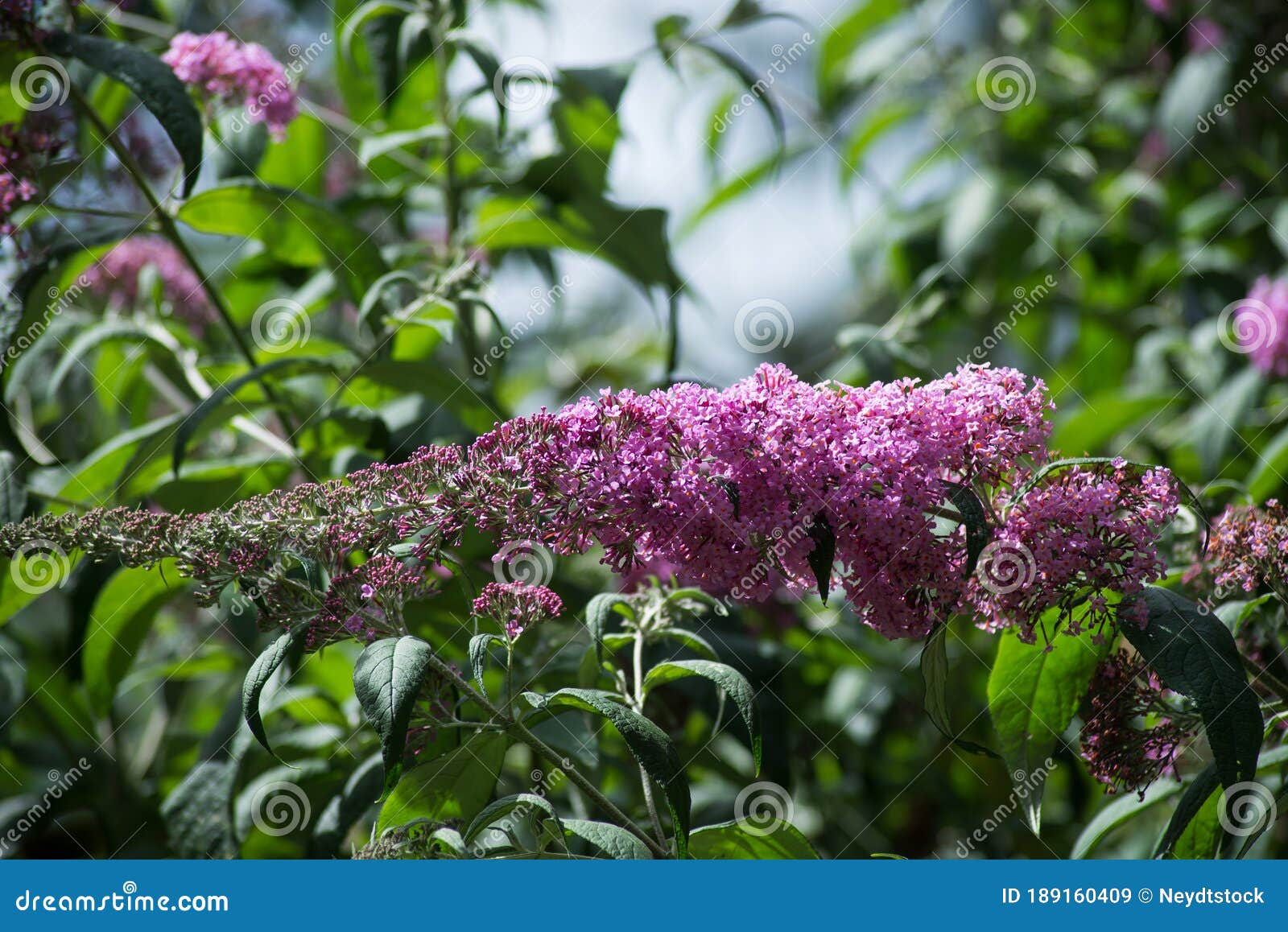 Buddleja Davidii Flower - Butterfiy Tree Flower Stock Image - Image of ...