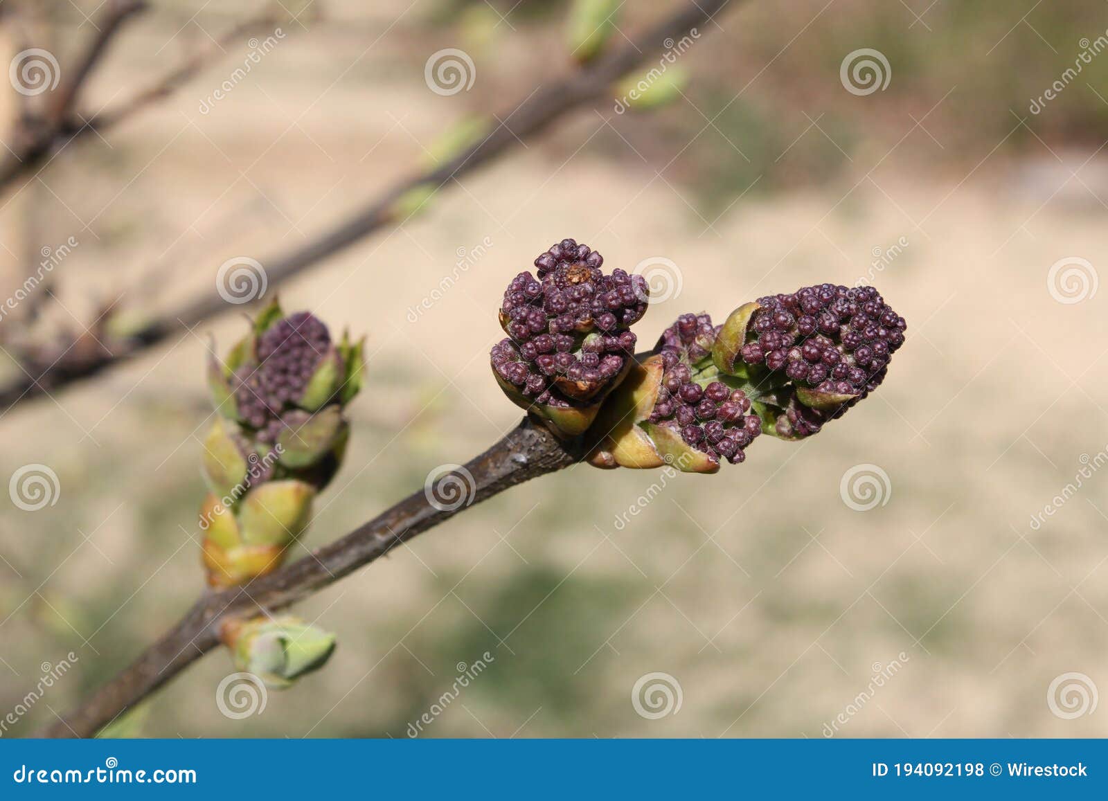 Closeup of Buds on a Tree Branch Stock Photo - Image of macro ...