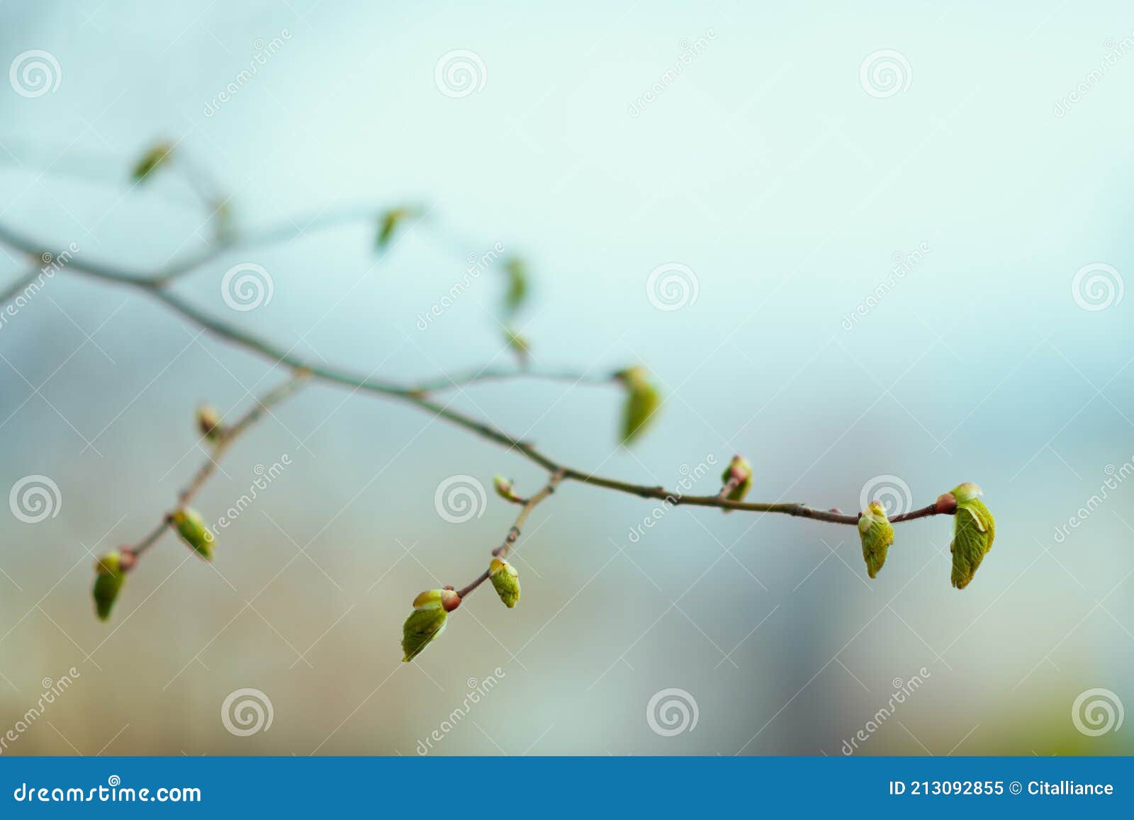 Buds On Tree Stock Photo | CartoonDealer.com #42697506