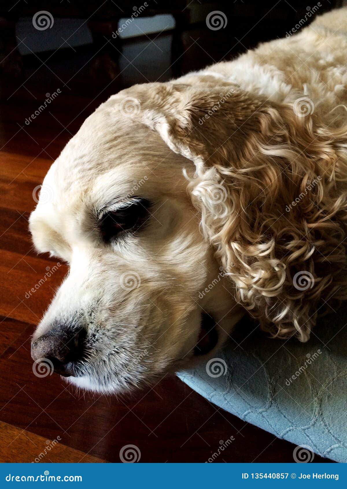 A Closeup of a Buff Cocker Spaniel Resting on a Blue Bed. Stock Image ...