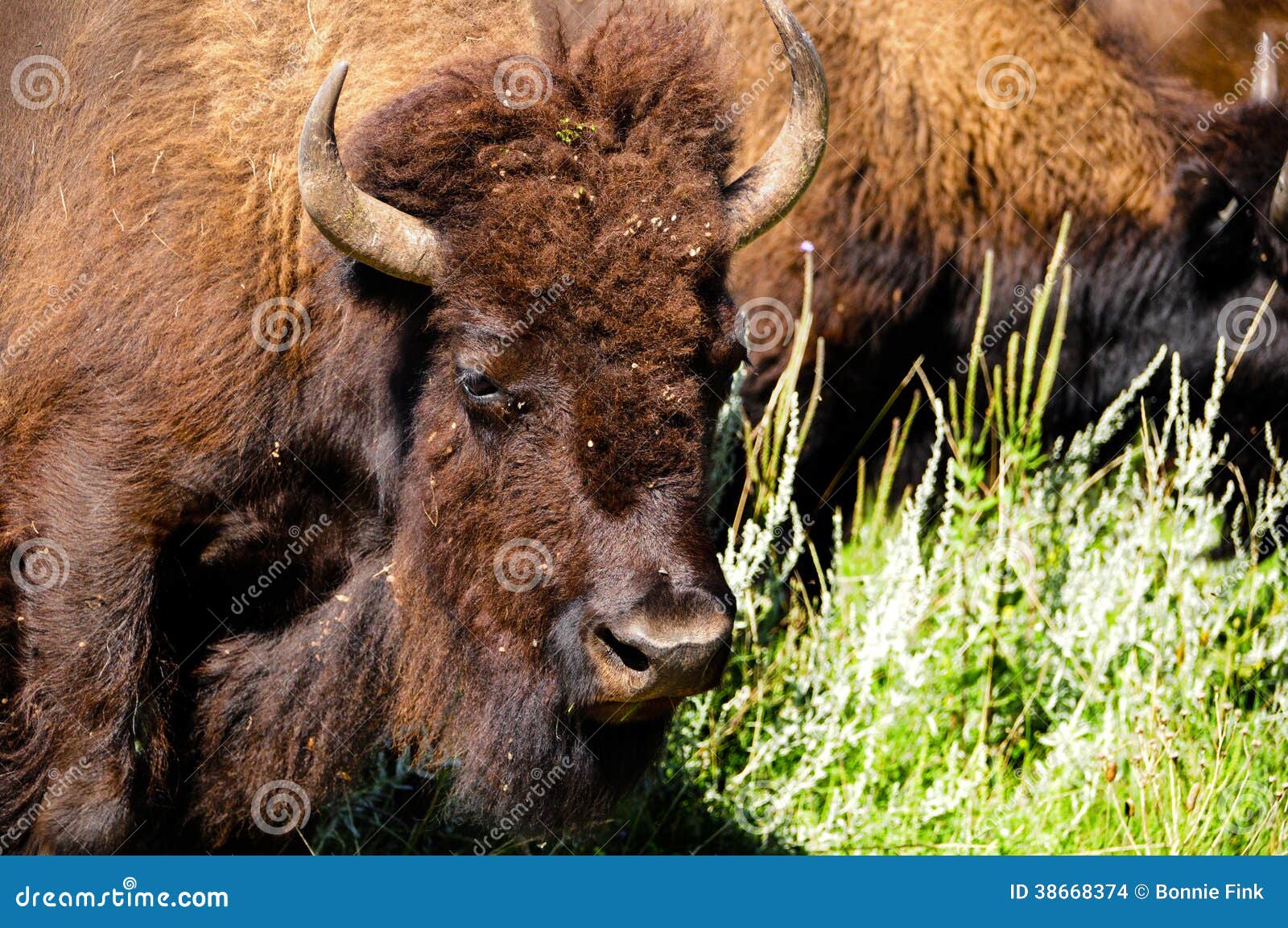 Closeup of a Buffalo stock photo. Image of american, animal - 38668374