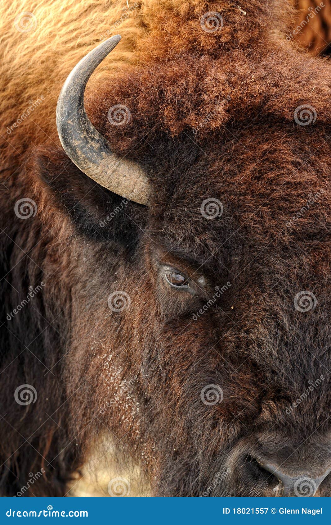 Closeup of buffalo head stock image. Image of daytime - 18021557