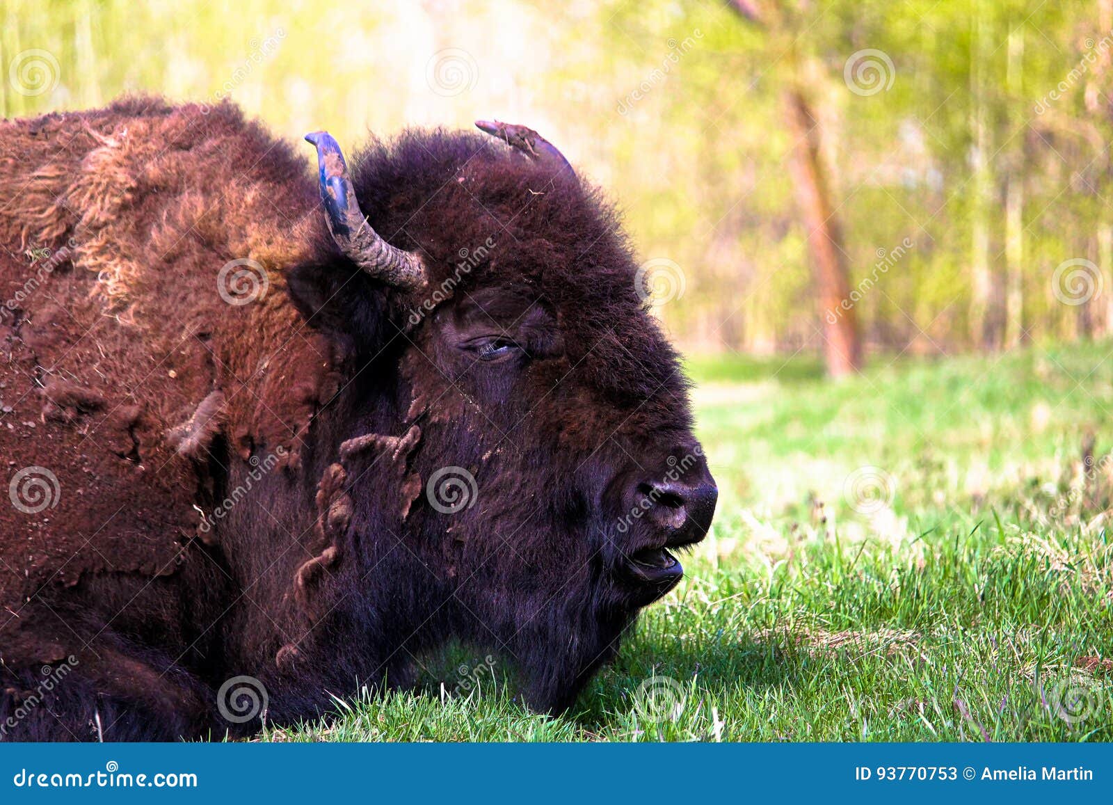 Closeup of a buffalo head stock image. Image of field - 93770753