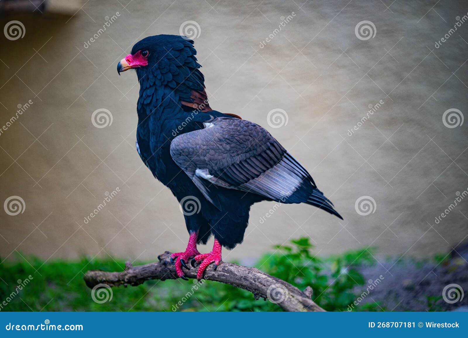 Closeup of a Buffoon Eagle (Terathopius Ecaudatus) on a Branch Against ...