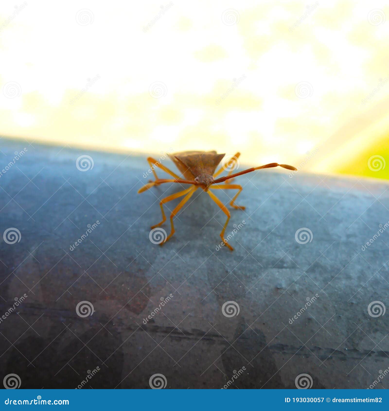 Closeup of a bug on a rail stock image. Image of invertebrate - 193030057